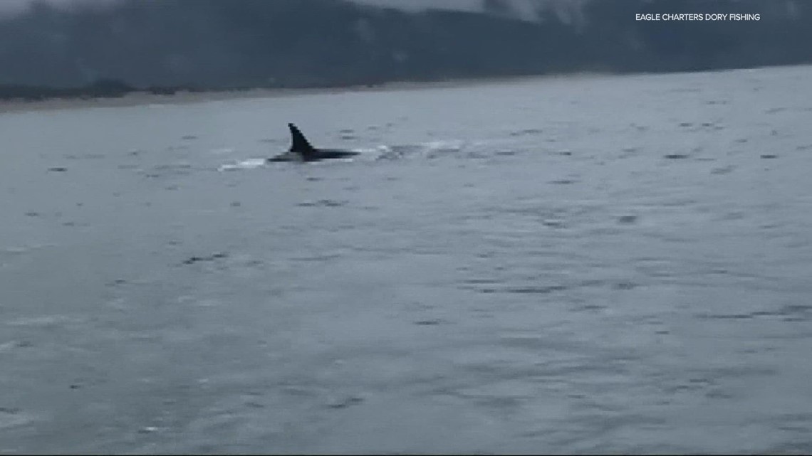 Orca sightings reported along the Oregon Coast | kgw.com