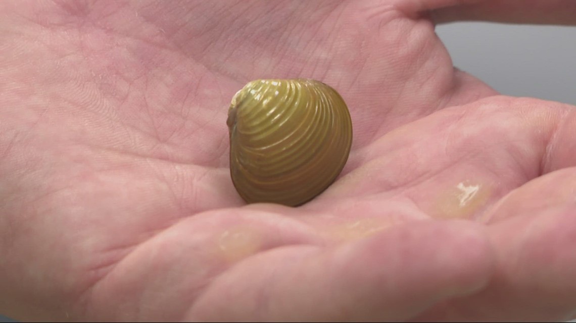 Study looks at numbers of invasive Asian clams found in the Columbia ... Study looks at numbers of invasive Asian clams found in the Columbia ...