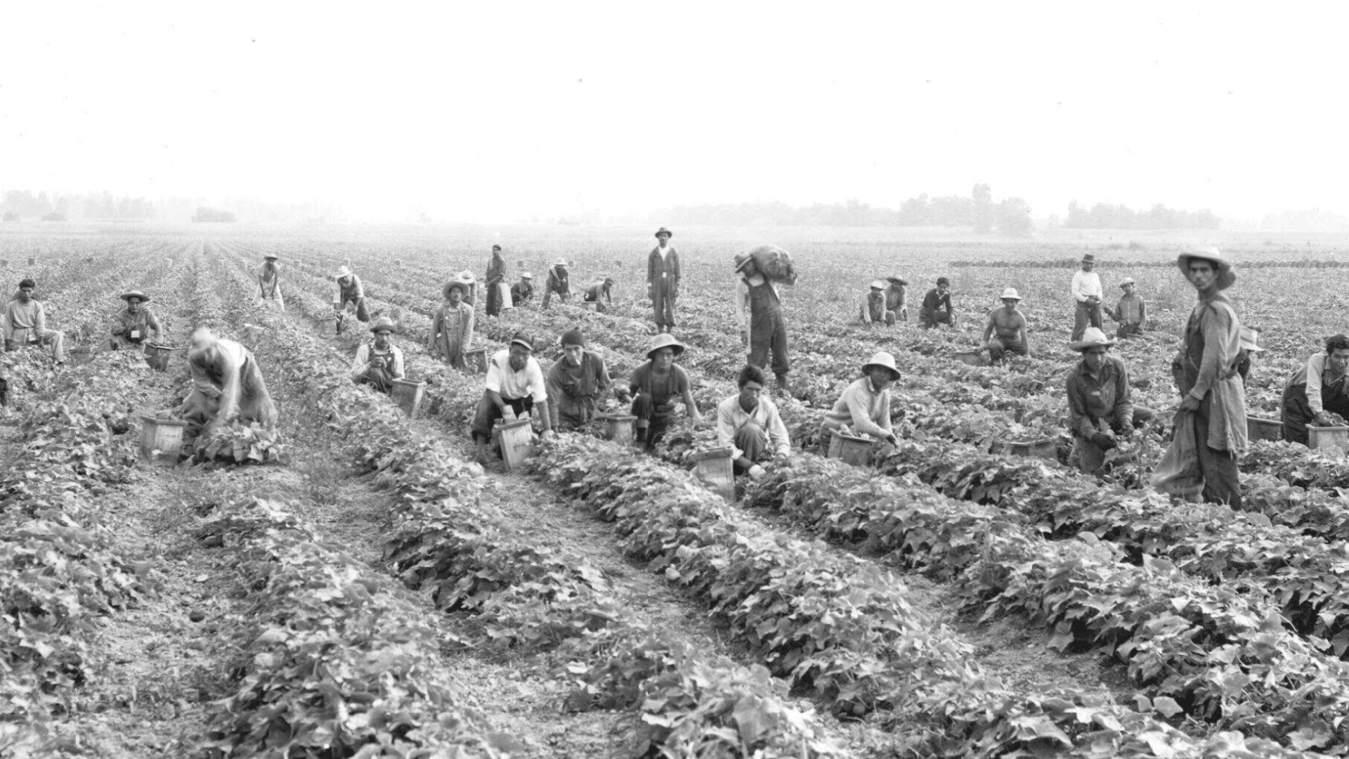 The history of braceros in Oregon | kgw.com