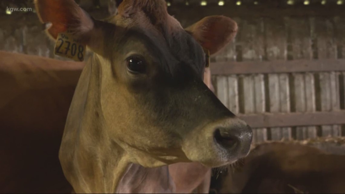 Enjoy Tillamook with a dairy farm tour | kgw.com
