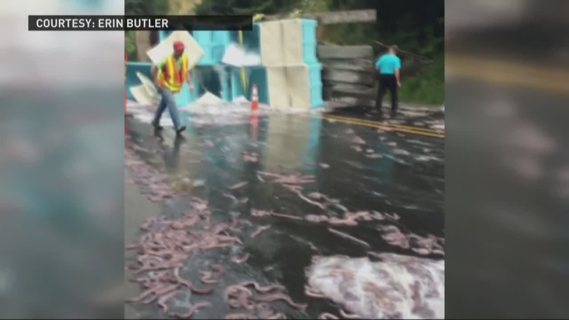 Truck full of slime eels crashes on Highway 101 | kgw.com