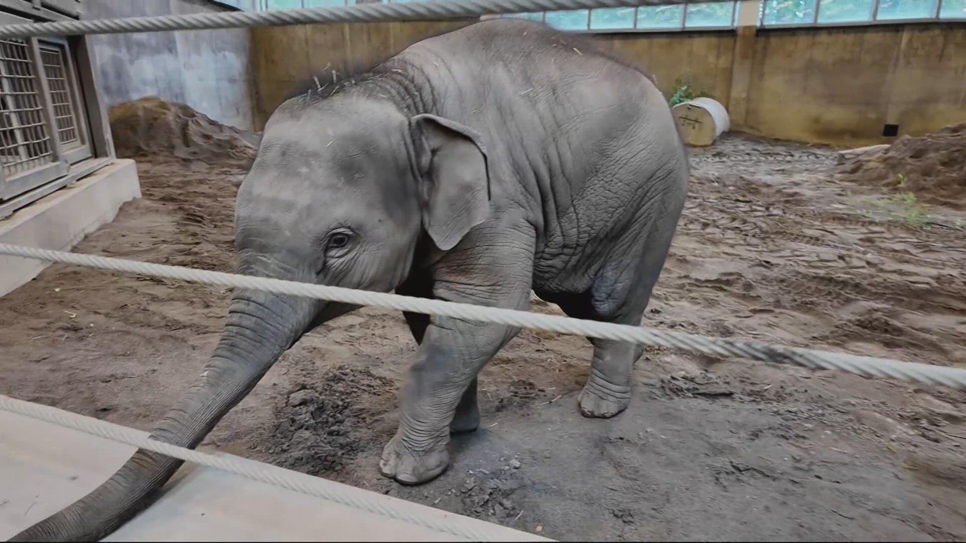 Oregon Zoo celebrates toddler elephant Tula Tu’s 1st birthday | kgw.com