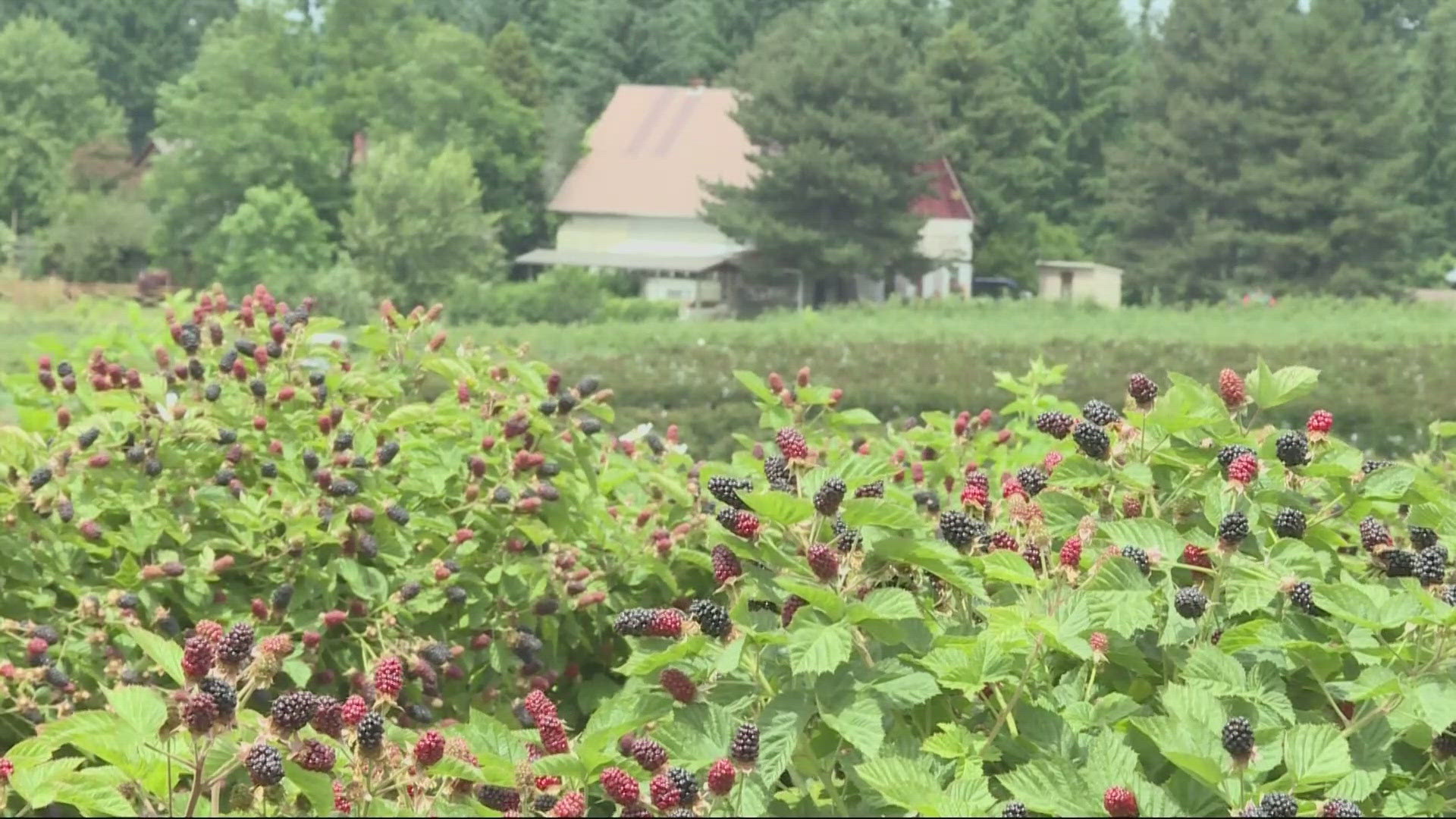 Oregon dominates US frozen blackberry market | kgw.com