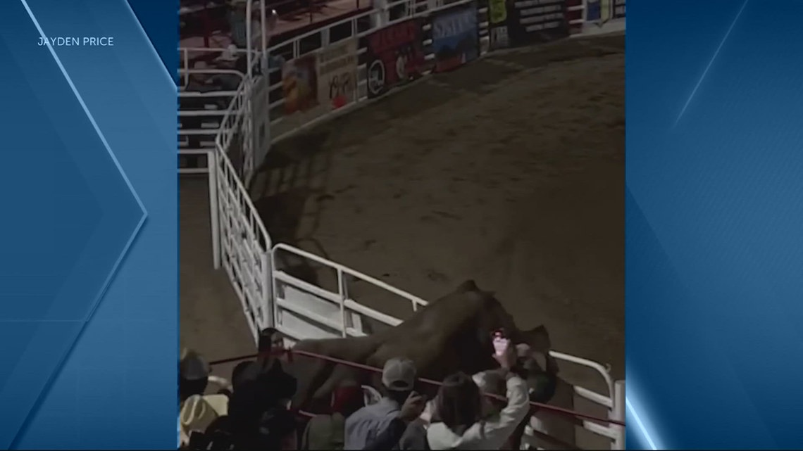Bull that jumped the fence at Oregon rodeo to be retired | kgw.com