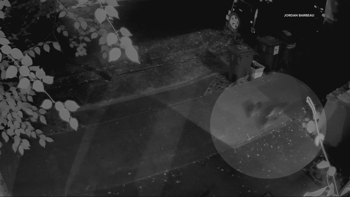 Video shows aggressive raccoon attack in Northwest Portland | kgw.com