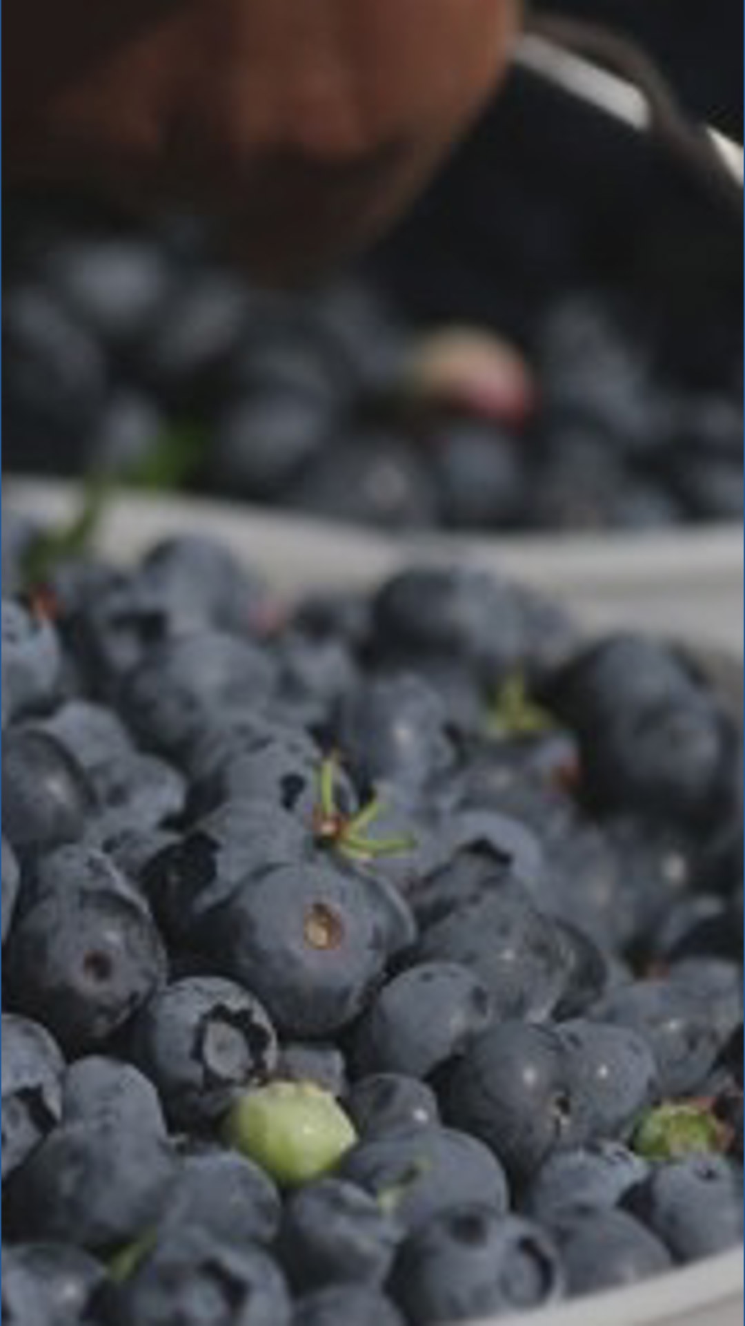 55,000 pounds of blueberries recalled over possible life-threatening ...