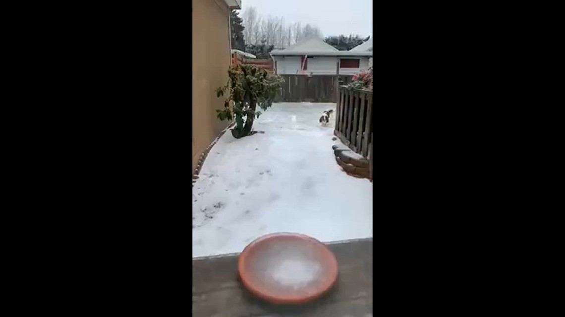 Shelby having fun | dog sliding on ice | kgw.com