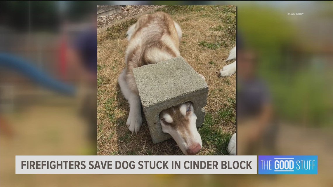 Firefighters help dog with head stuck in block | kgw.com
