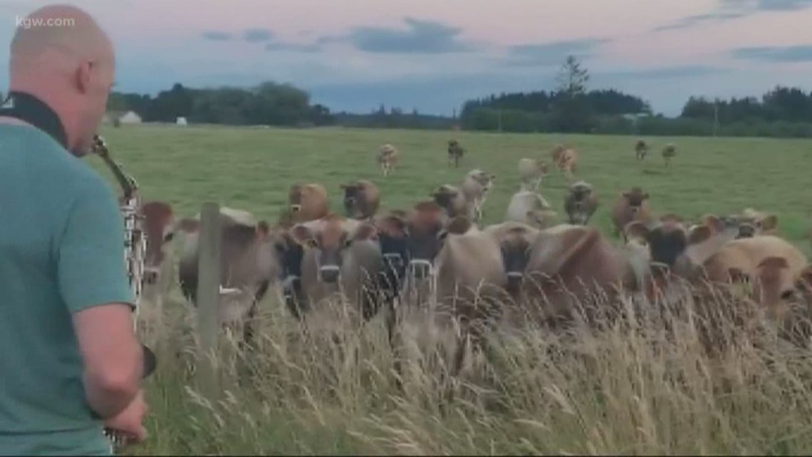 Yes, cows really love the saxophone | kgw.com