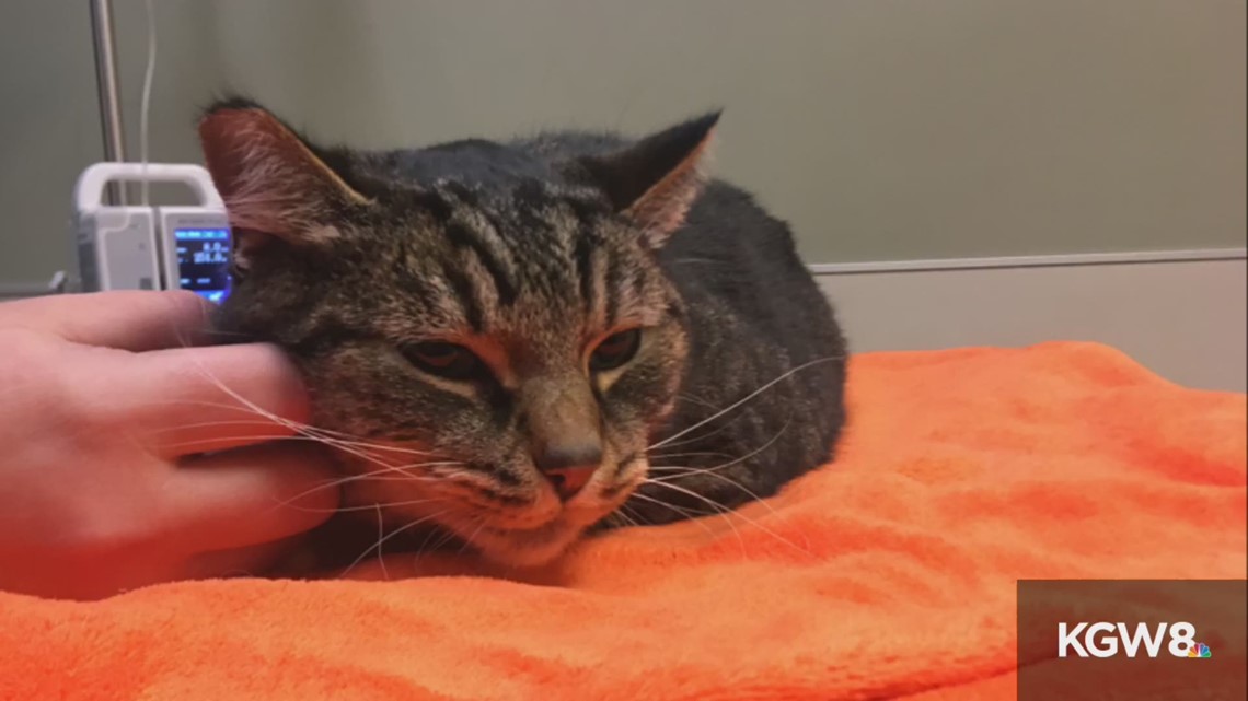 Columbia City cat shot with pellet gun | kgw.com
