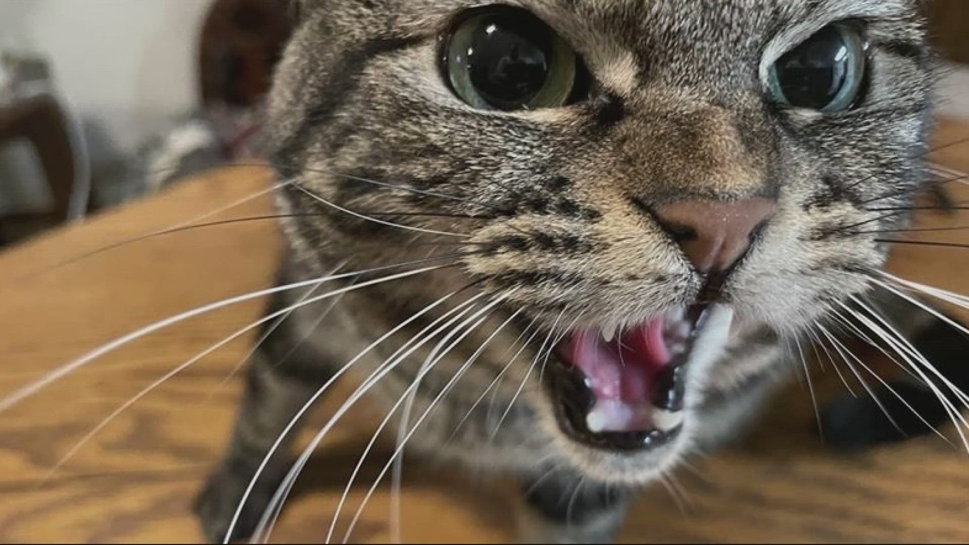 Washington State University study finds some cats excel as therapy ...