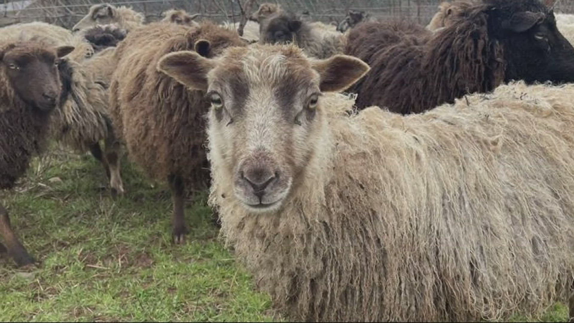 Oregon winery leads regenerative organic farming with sheep-powered ...