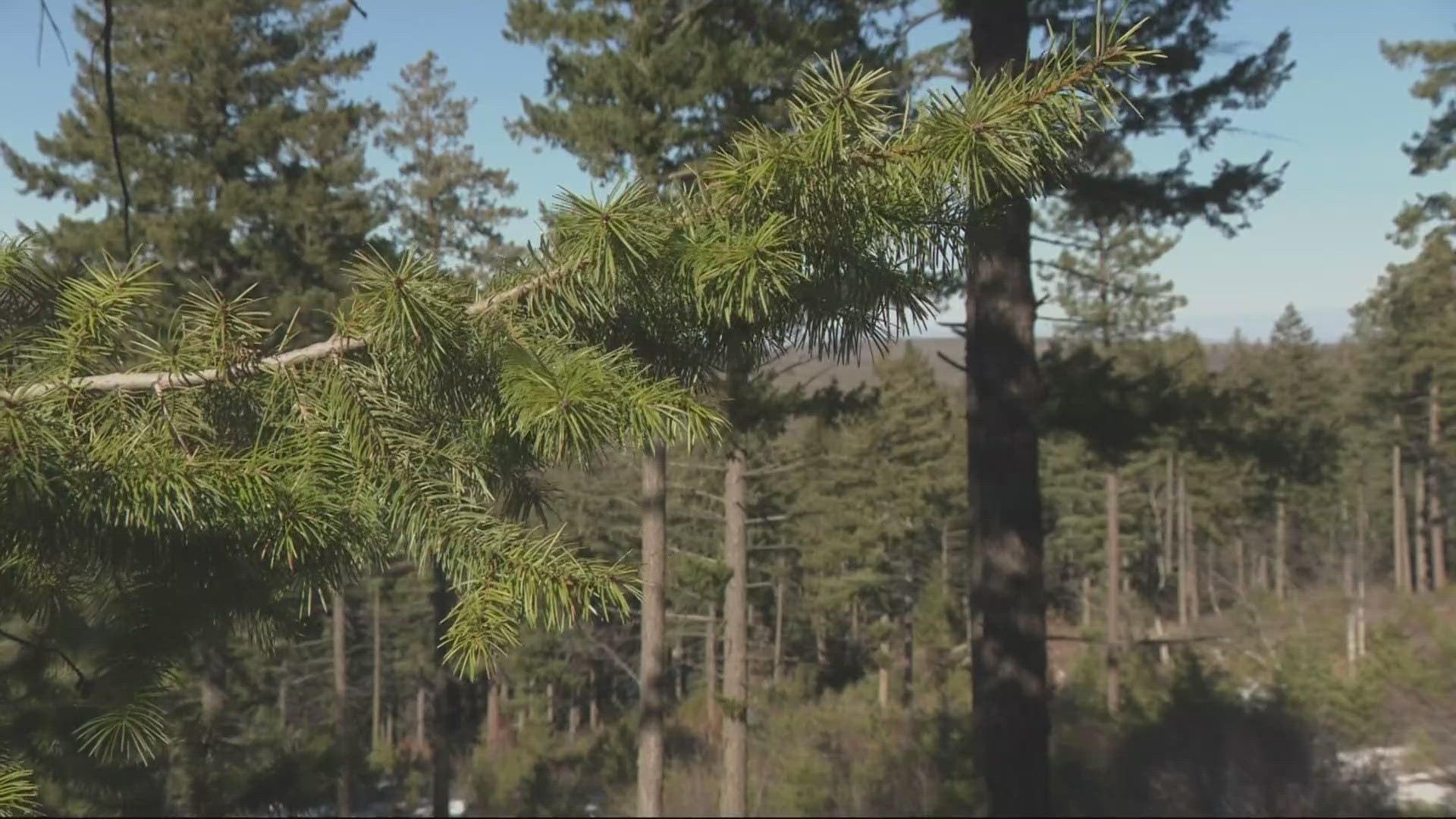Heat dome of 2021 leaves lasting marks on Pacific Northwest forests ...