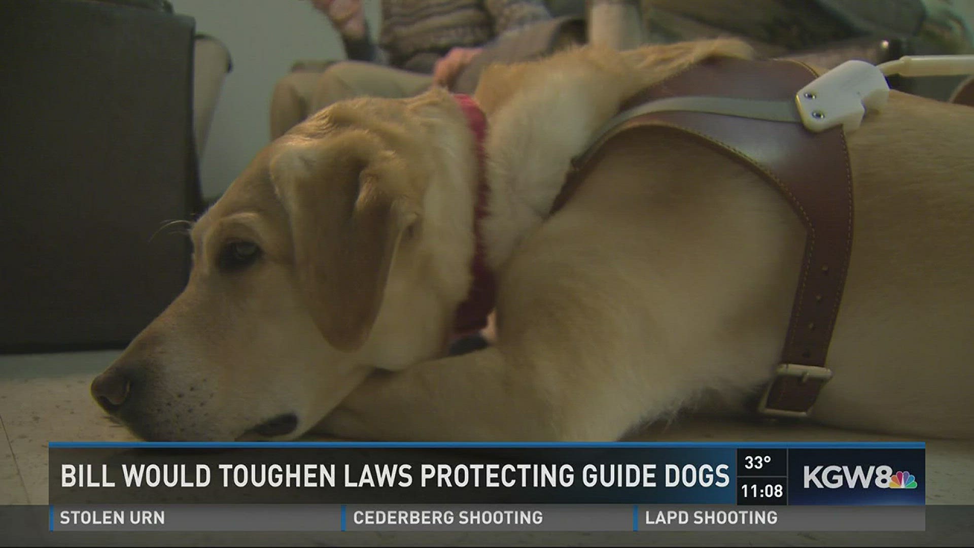 Bill would toughen laws to protect guide dogs | kgw.com
