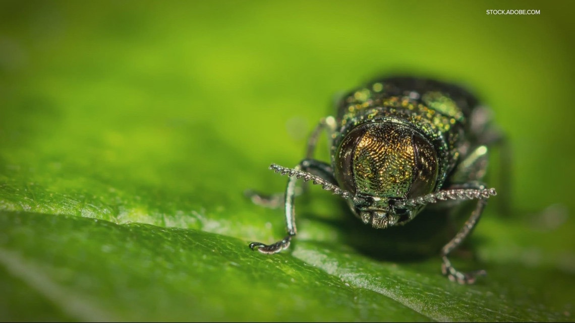 Destructive emerald ash borer beetles emerge weeks earlier than usual ...