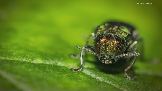 Destructive emerald ash borer beetles emerge weeks earlier than usual ...