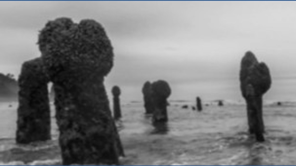 The ghost forest that revealed the Pacific Northwest's darkest night ...