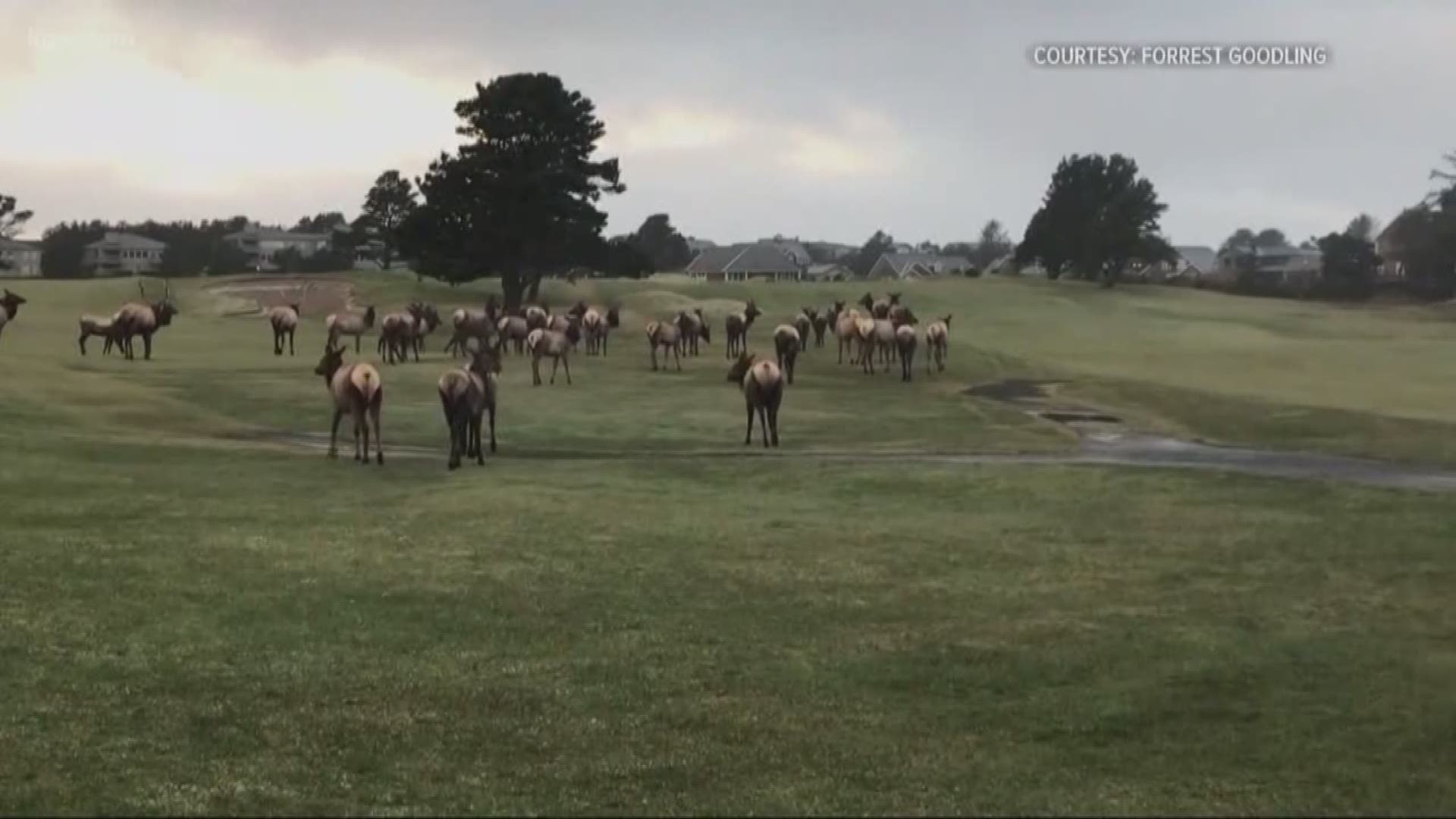 New fence design may keep North Coast elk at bay | kgw.com