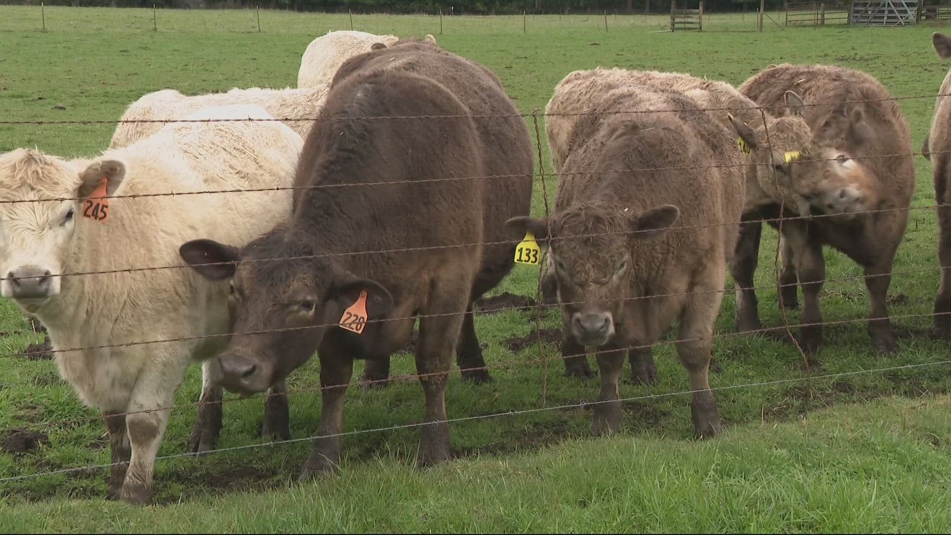 Oregon cattle ranchers brace for added costs on beef production with ...