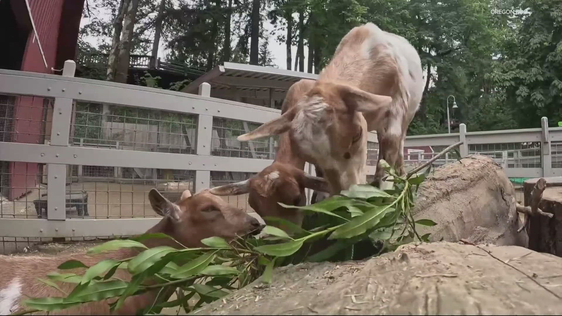 Meet Oregon Zoo's new Nigerian dwarf goats | kgw.com