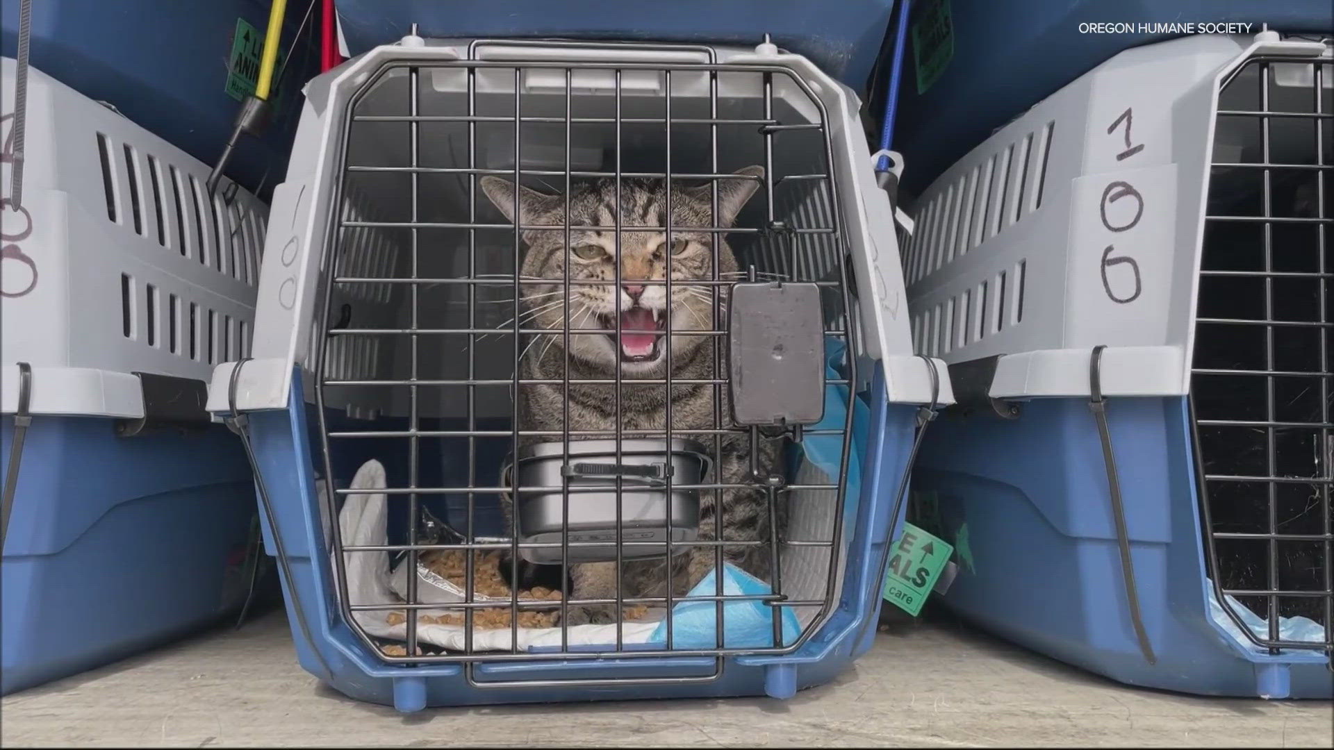 Oregon Humane Society receives 41 cats from Midwest floods | kgw.com