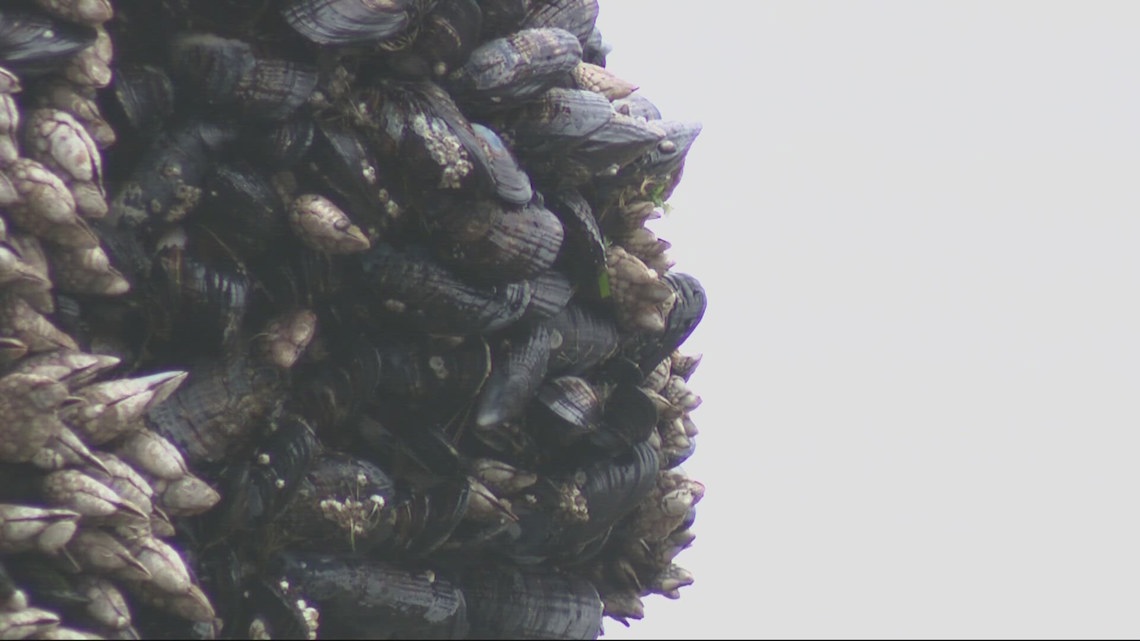 Shellfish harvesting closed along entire Oregon Coast | kgw.com