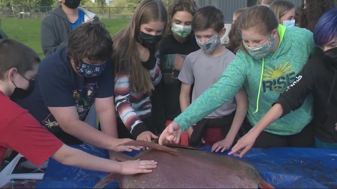 Warrenton students dissect rare opah fish found on Oregon Coast | kgw.com