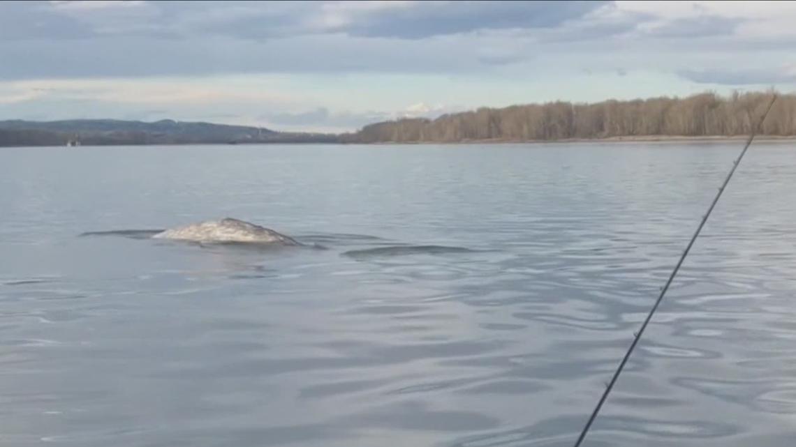 Gray whale spotted in Columbia River near Sauvie Island | kgw.com