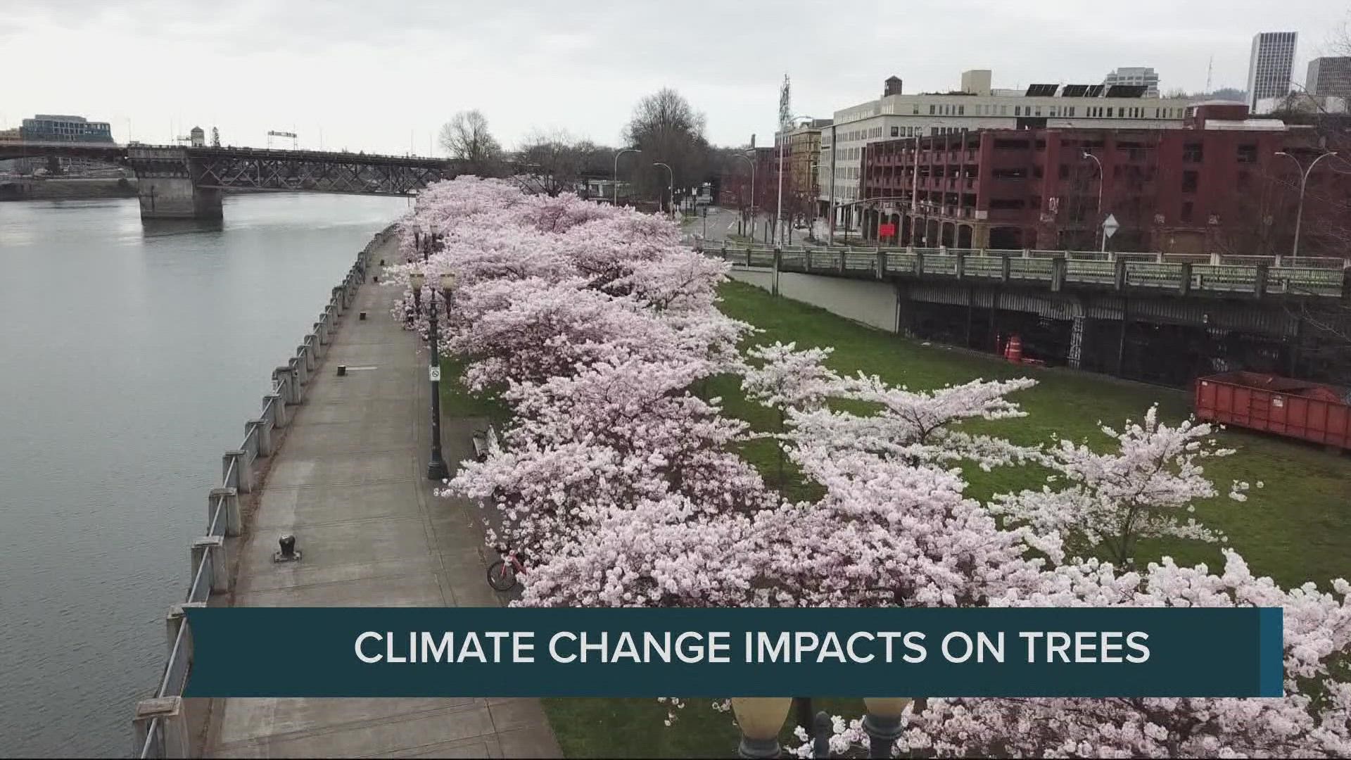 How climate change is affecting Portland's cherry blossoms | kgw.com