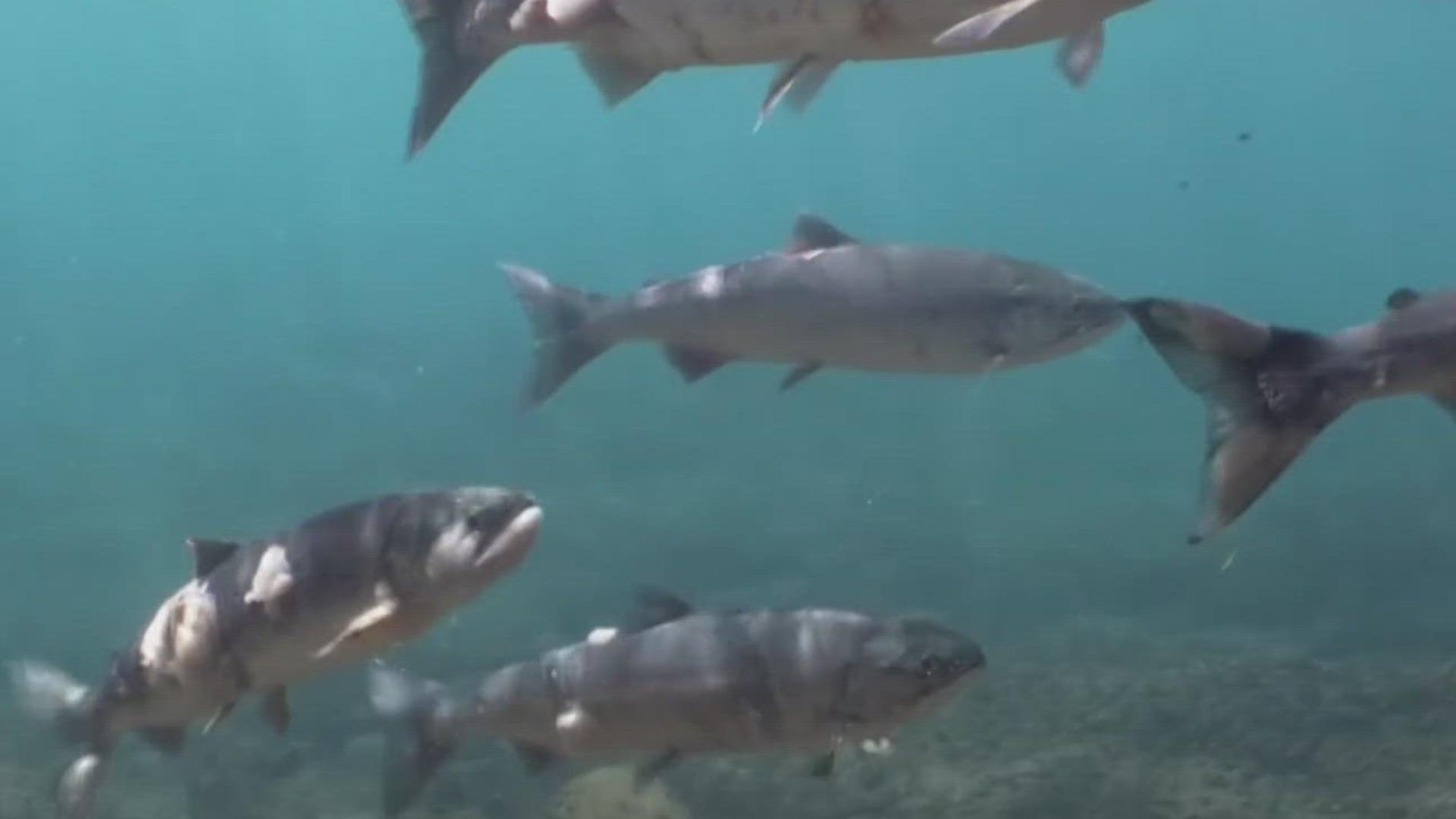 Level 3 evacuation issued for Copperfield Fire near Klamath Falls | kgw.com