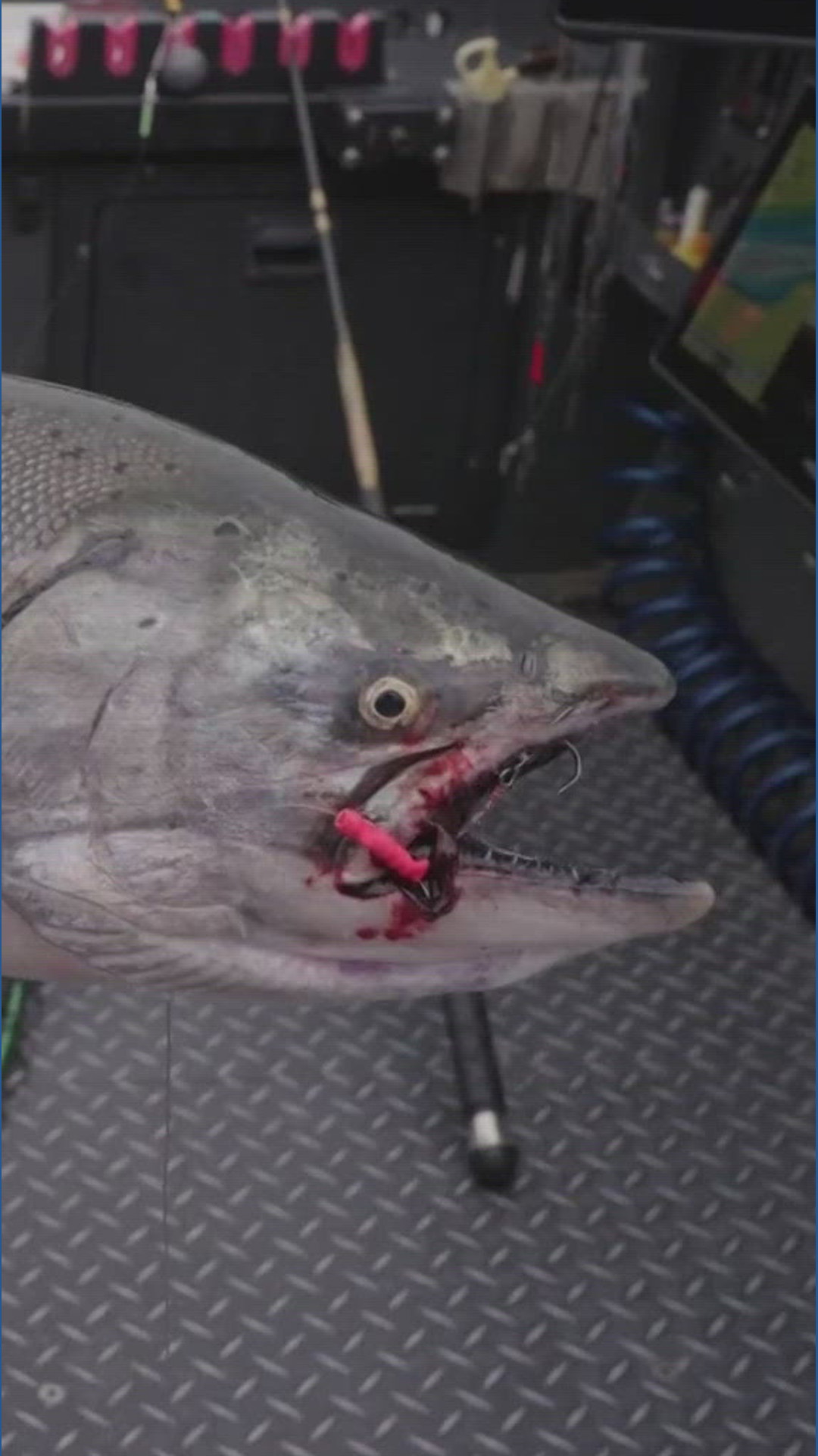 Oregon State University researchers use AI to predict freshwater fish ...