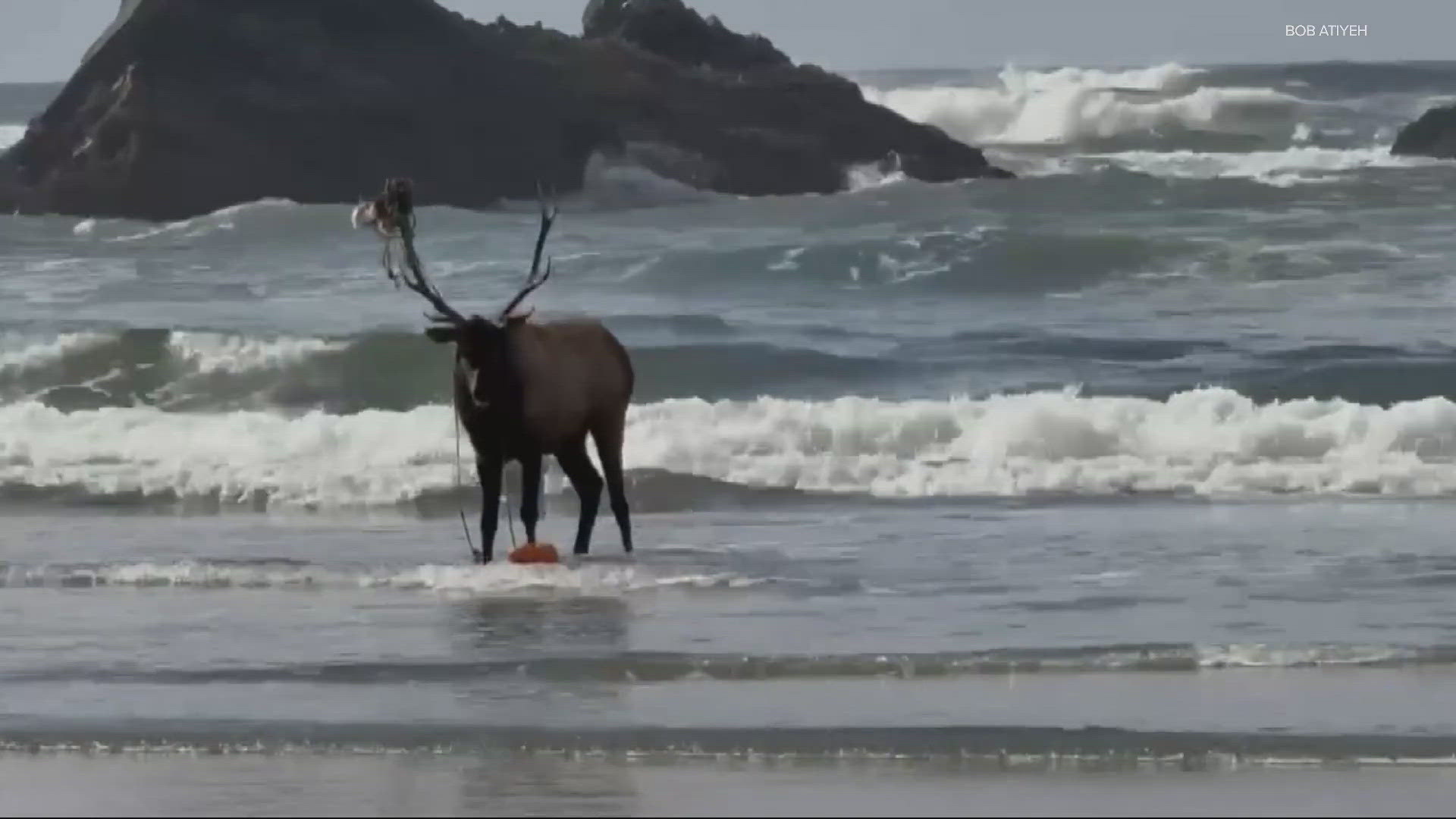 Elk in Arch Cape with rope around neck being monitored by authorities ...