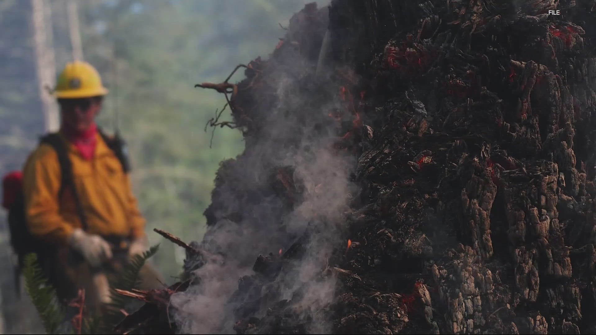 Oregon Department of Forestry processes $88M in wildland fire vendor ...