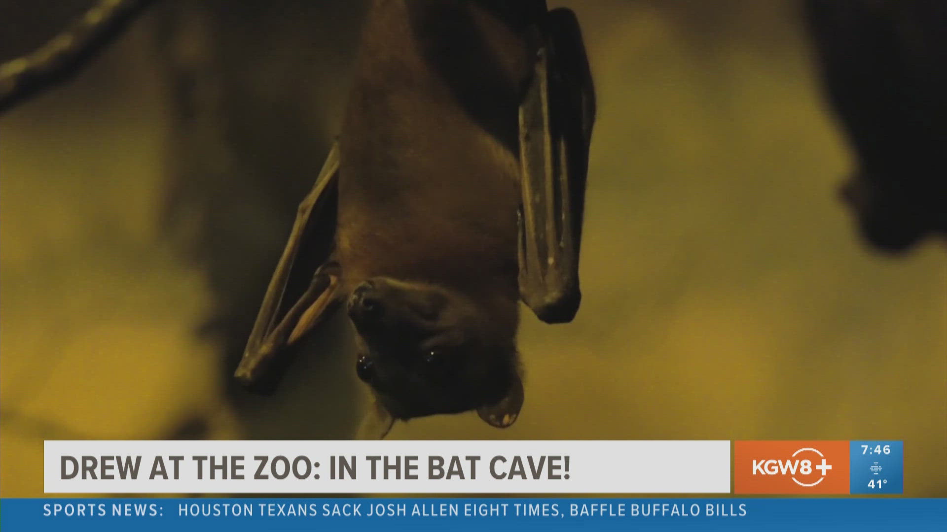 Drew at the Zoo: Inside the bat cave at the Oregon Zoo | kgw.com