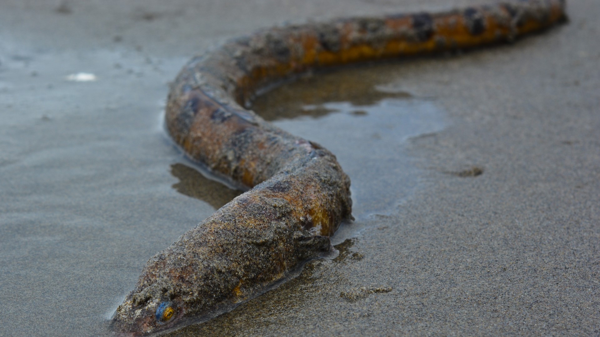 Rare sighting of Pacific snake-eel near Sunset Beach in Oregon | kgw.com
