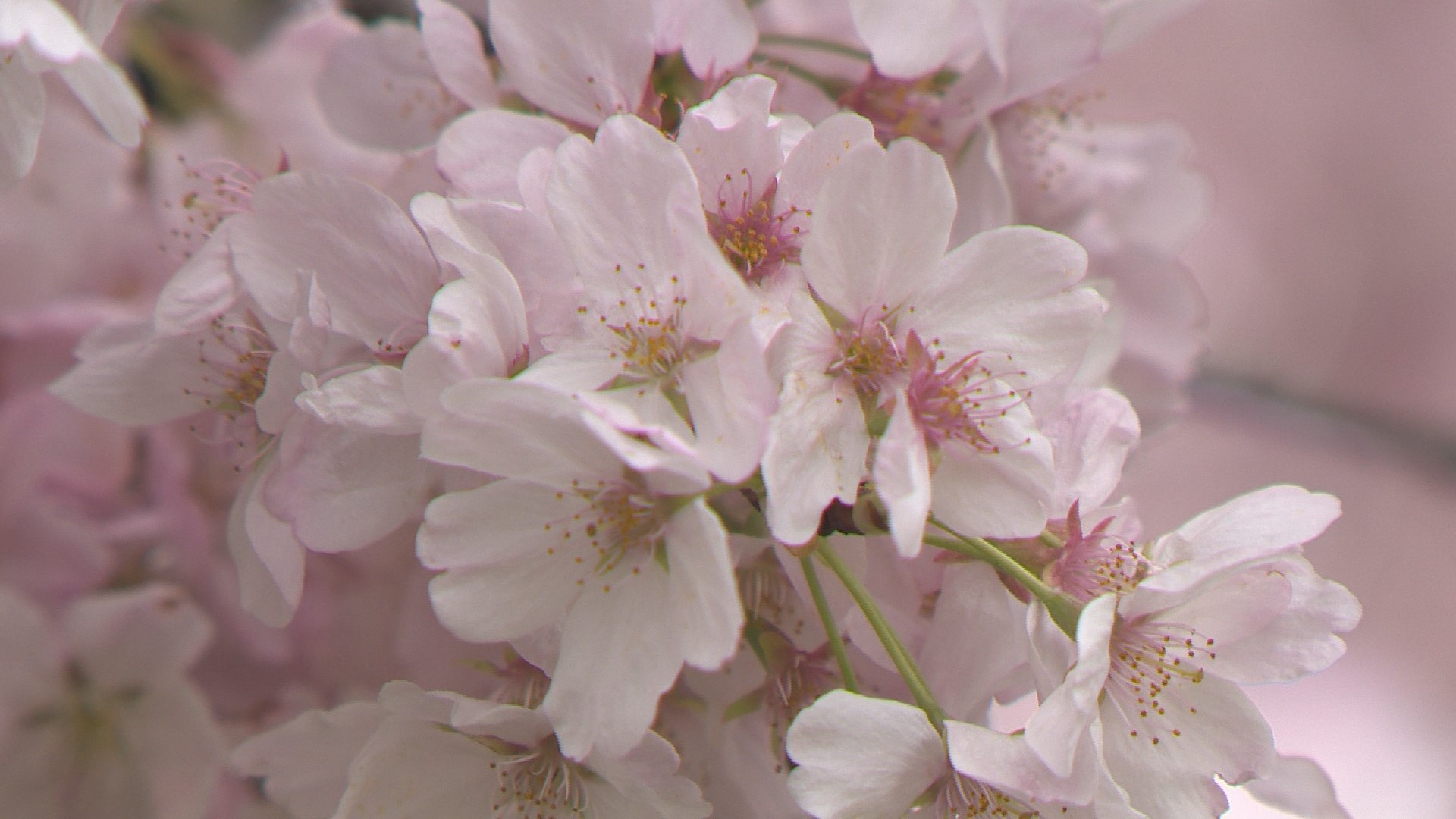Cherry blossoms at Oregon State Capitol in Salem enter peak bloom | kgw.com