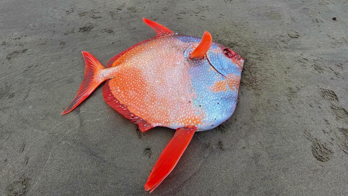 Opah, fish rare to Oregon Coast, found on Sunset Beach | kgw.com