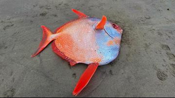 Opah, fish rare to Oregon Coast, found on Sunset Beach | kgw.com