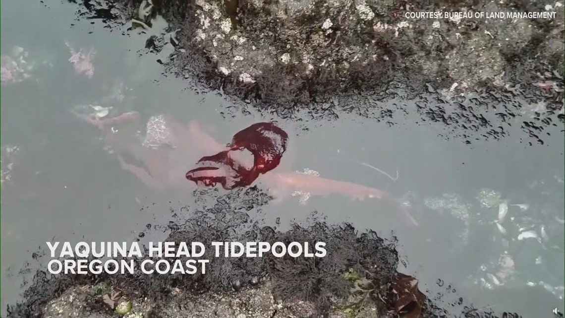 Watch: Giant Pacific octopus seen in tide pools on Oregon coast | kgw.com