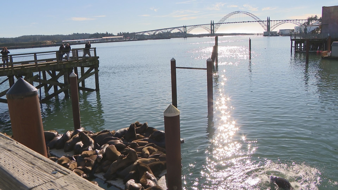 Discover an Oregon 'hidden gem' with Newport's Ocean to Bay Trail | kgw.com