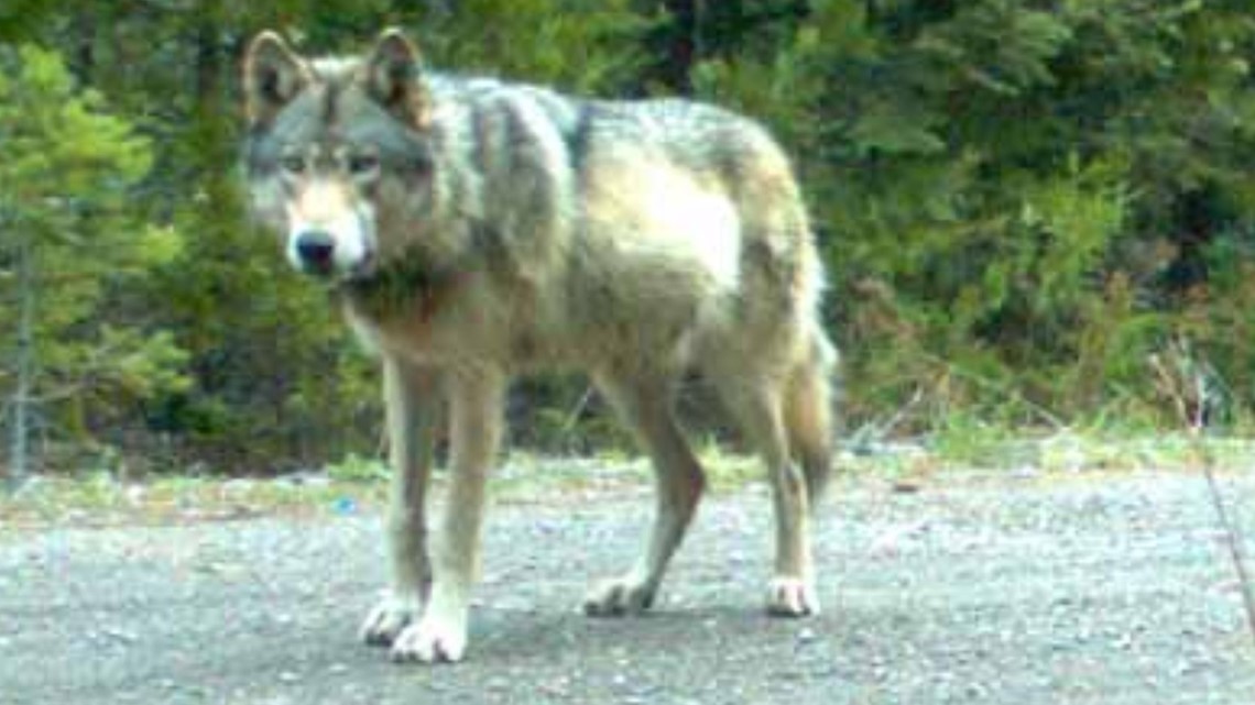Wandering OR7 wolf believed dead in Southern Oregon | kgw.com