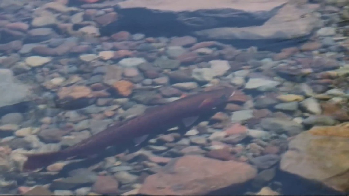 Trump administration pulls out of agreement to help restore salmon in ...