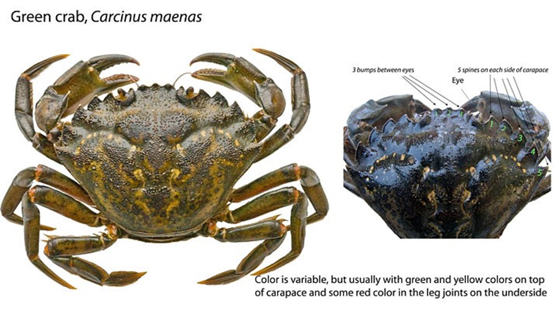 Oregon ups the limit for catching invasive green crabs | kgw.com