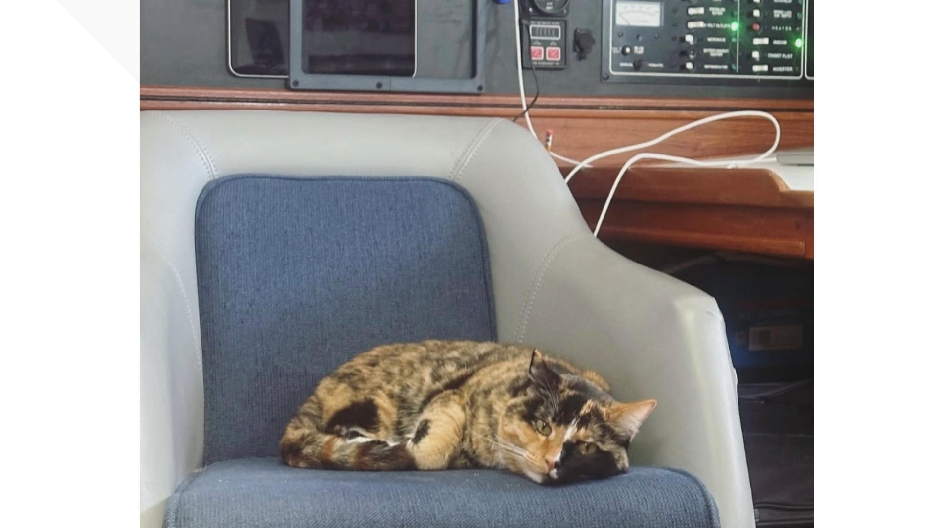 Man who went viral for quitting job, sailing with cat arrives safely in ...