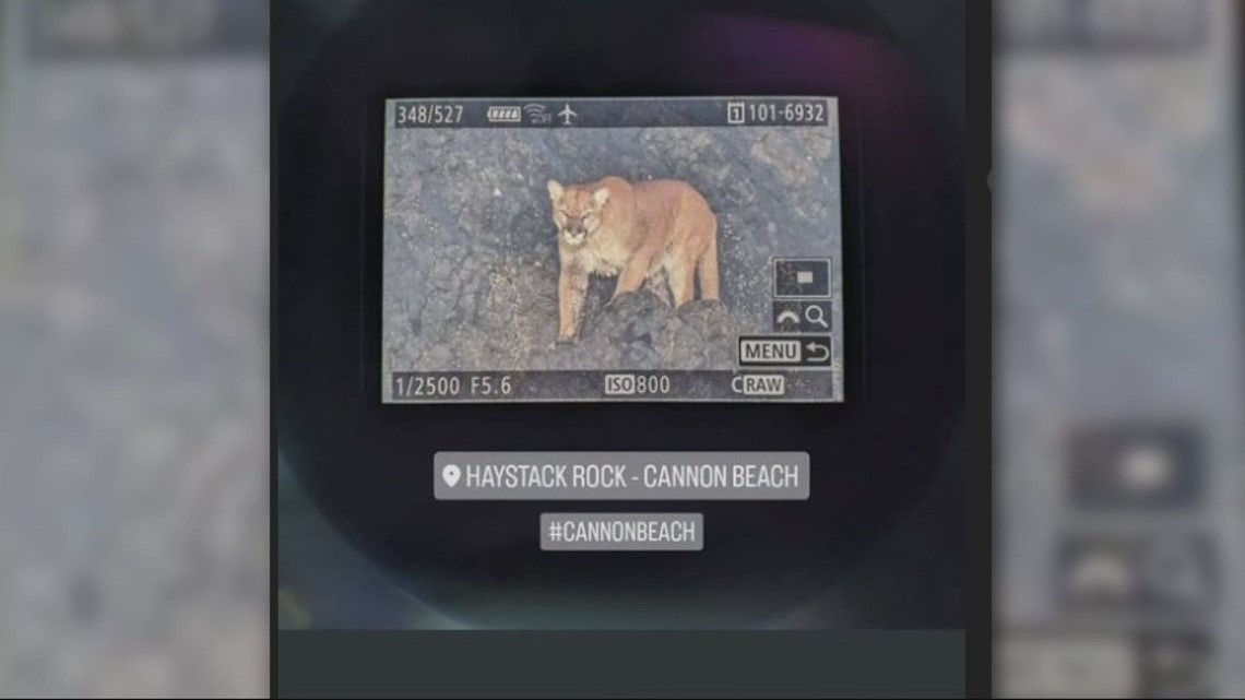 Cougar sighting on Haystock Rock leads to beach closure | kgw.com Cougar sighting on Haystock Rock leads to beach closure | kgw.com