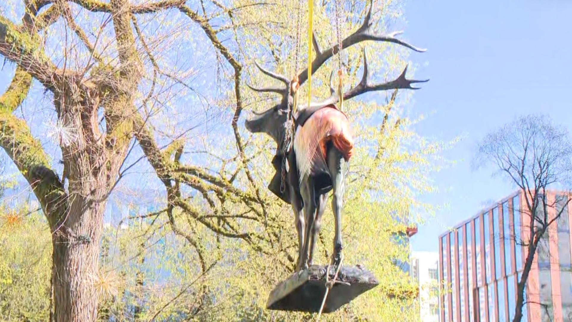 Watch: Portland's Thompson Elk statue reinstalled on fountain six years ...