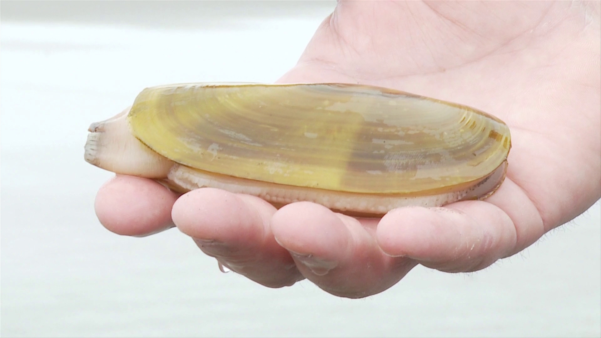 Razor clam harvesting reopens along much of Oregon Coast | kgw.com