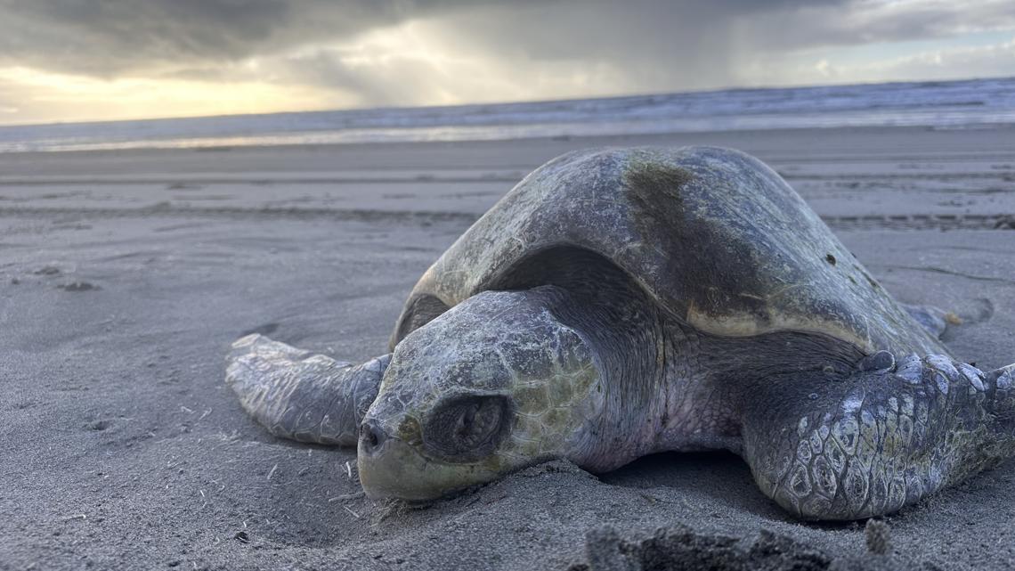 Dead sea turtle found on Oregon Coast | kgw.com