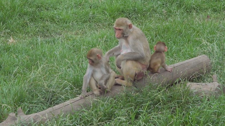 OHSU releases lengthy defense of primate research center amid calls for ...