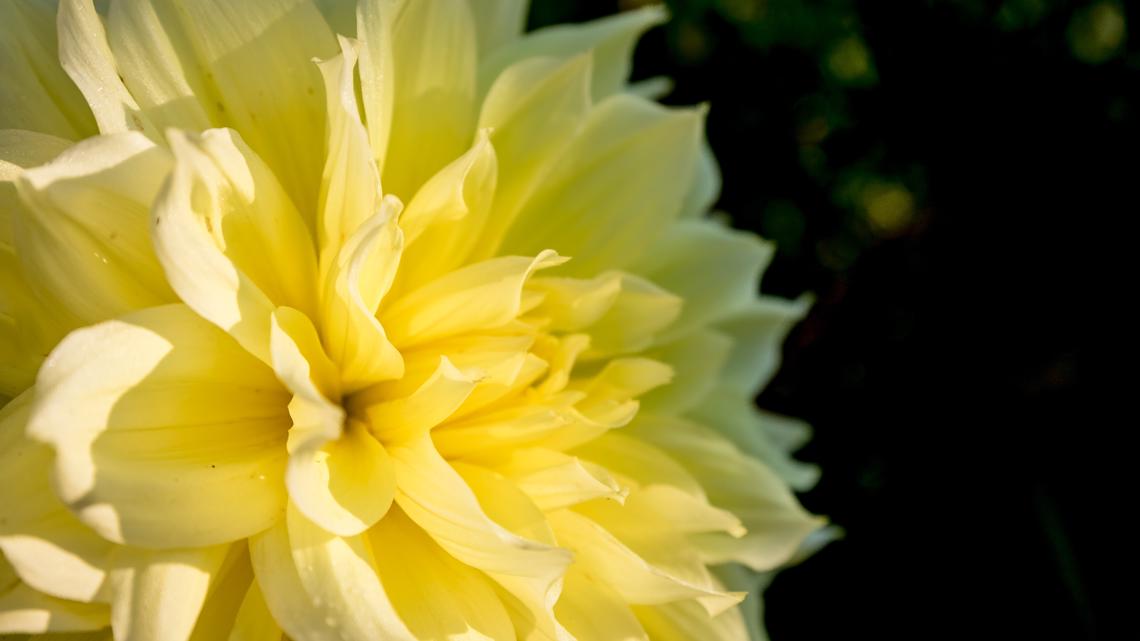 Oregon researchers find flower compound that could help fight cancer ...